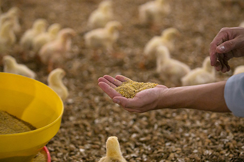 Poultry Products and Services | Animal Nutrition - United States