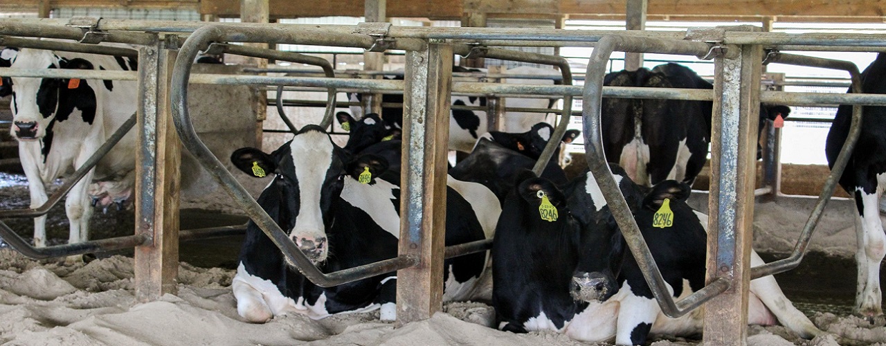 Lose Less Calculator | Animal Nutrition - United States